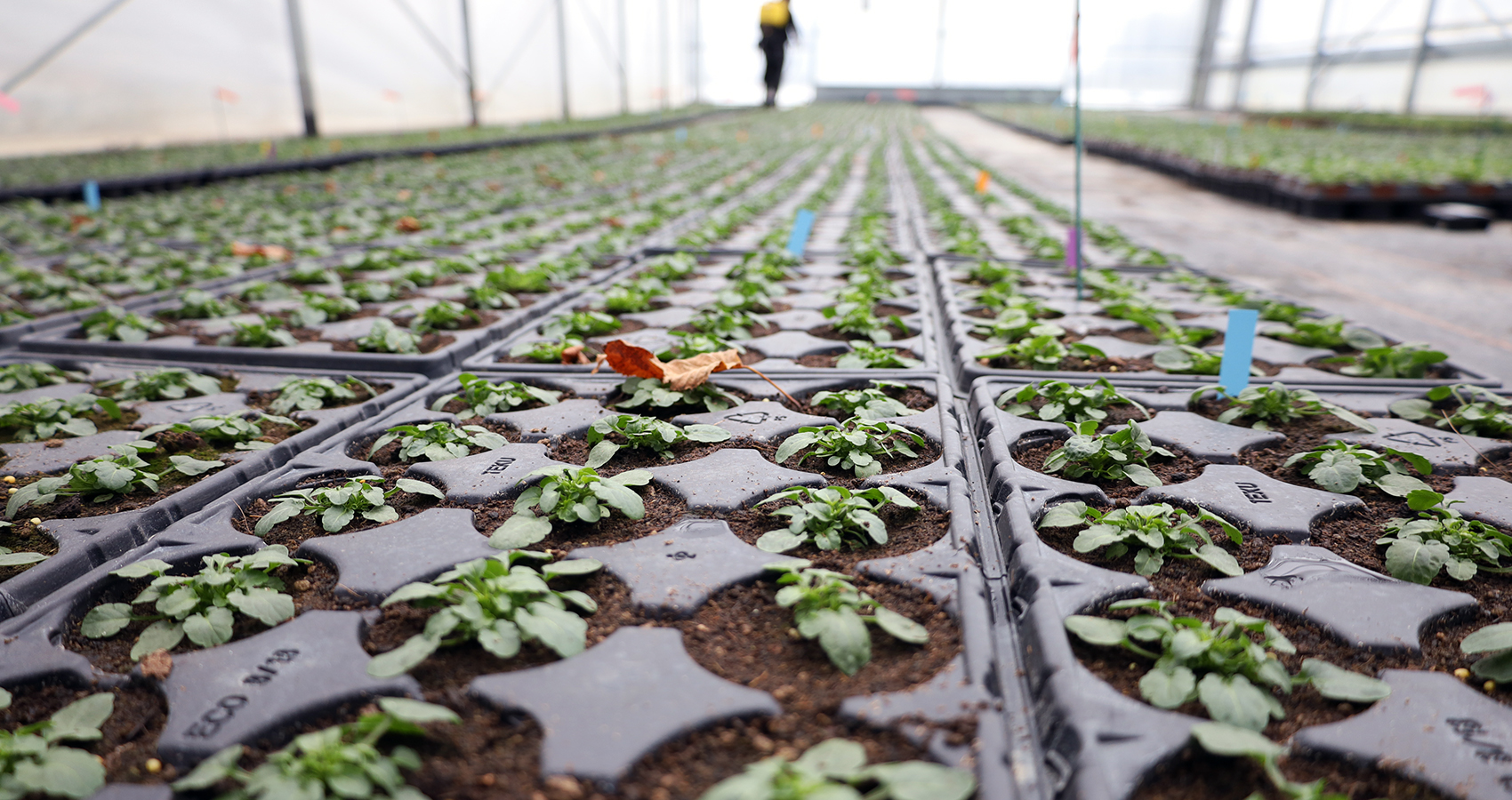 Horticulture - CFPS - Château de Seedorf – CFPS - Château de Seedorf